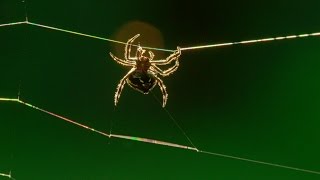 Amazing Darwin's Bark spider spins a massive web | DocumentaryTube