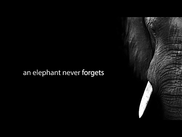 An Elephant Never Forgets | DocumentaryTube