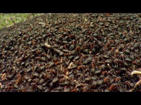Lord of the Ants | DocumentaryTube