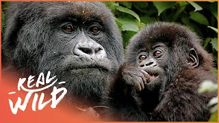 The Last Silverback Mountain Gorillas | DocumentaryTube