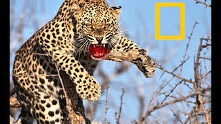 Unique Super Predators - African Wildlife | DocumentaryTube
