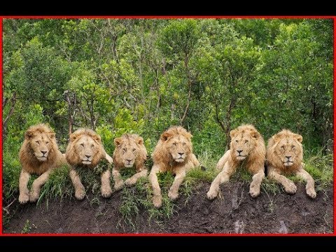 Lion Kingdom - Pride And Punishment | DocumentaryTube