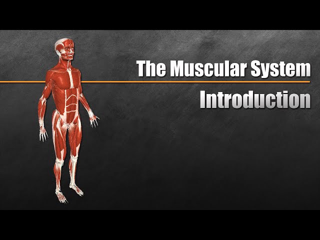 The Muscular System Explained In 6 Minutes | DocumentaryTube