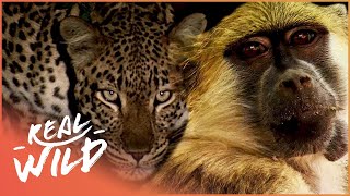 Valley Of The Golden Baboons | DocumentaryTube